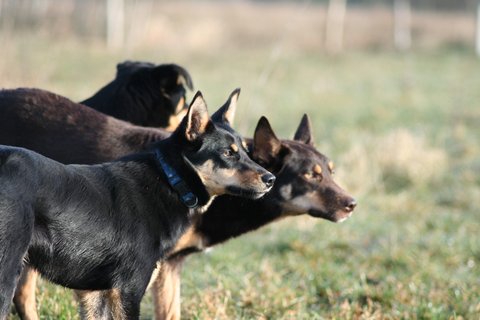 Www Workingkelpie Eu